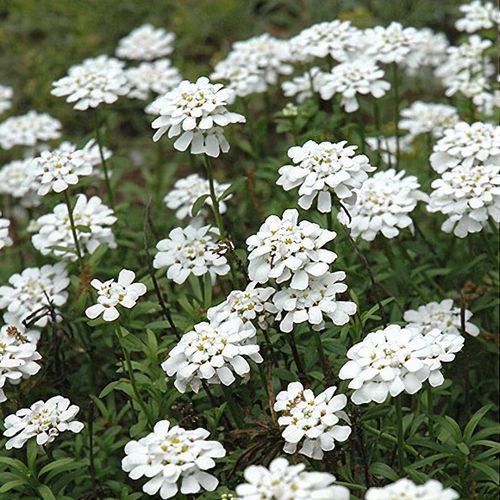iberis sempervirens purity
