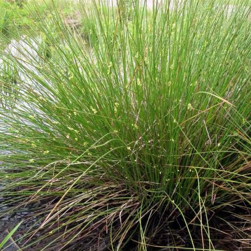 juncus effusus uk