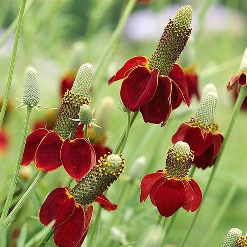 ratibida columnifera