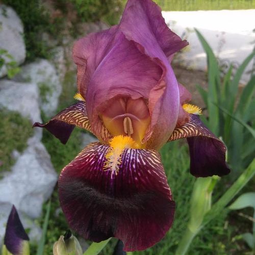 iris voltigeur