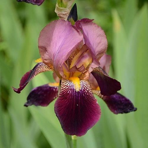 iris voltigeur
