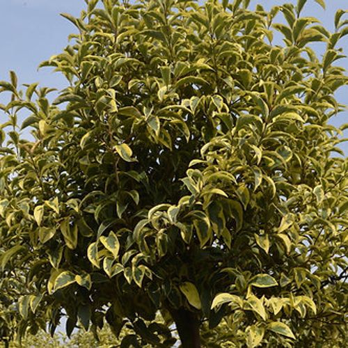 ligustrum superbum tree