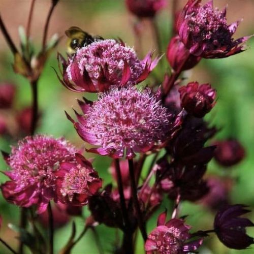 red astrantia