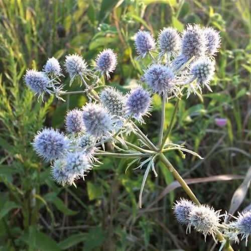 difference between echinops and eryngium
