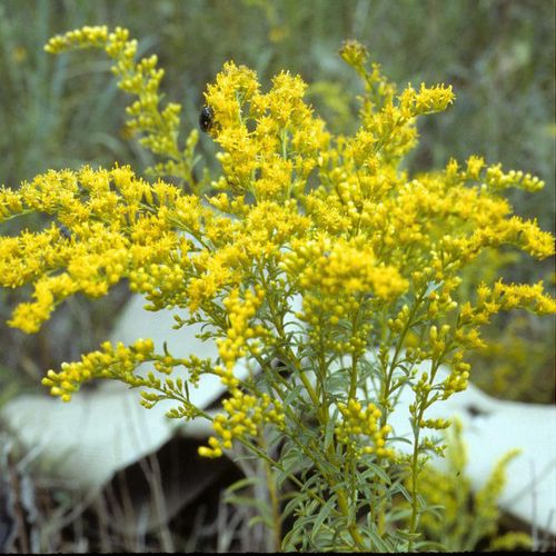 solidago queenie