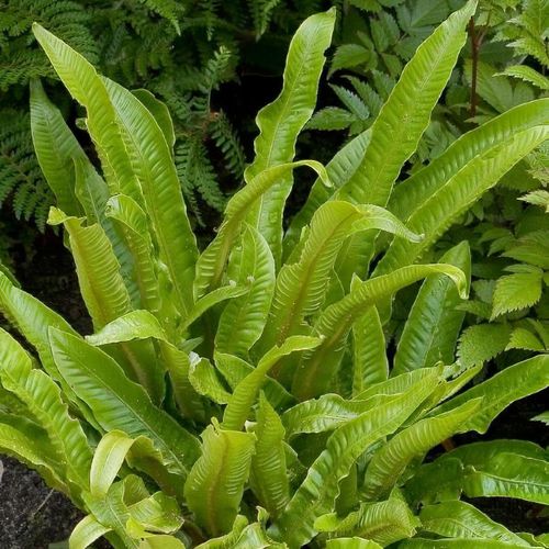 asplenium microsorum aglaomorpha
