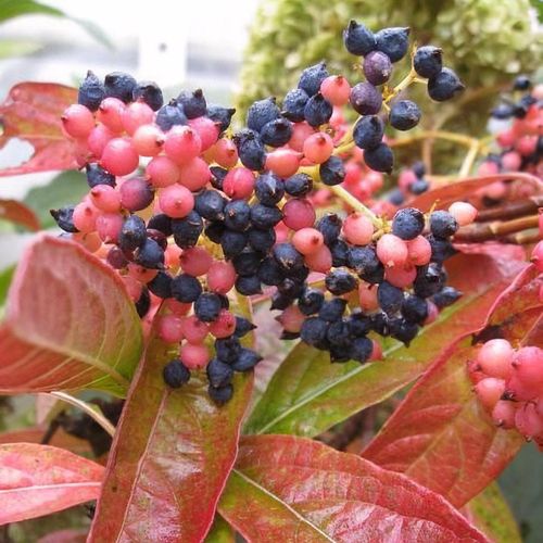 viburnum brandywine smooth witherod