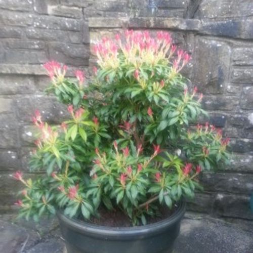 pieris forest flame