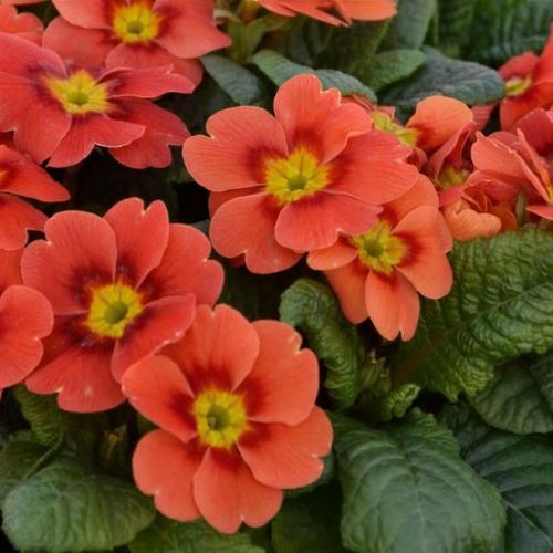 orange primula