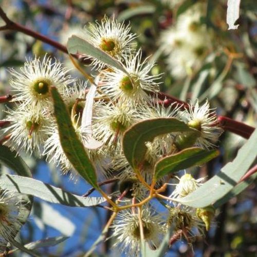 dwarf eucalyptus