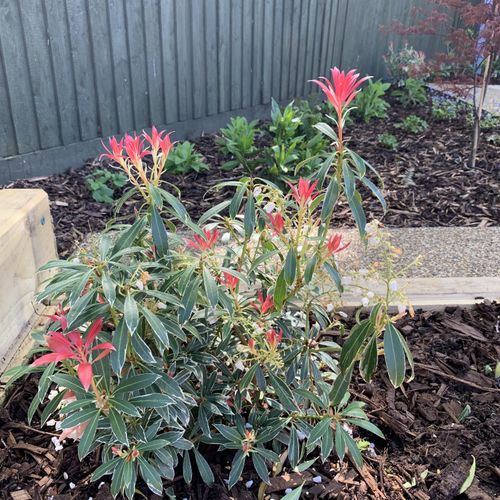 fire tree silver flower
