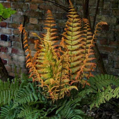 dryopteris x complexa