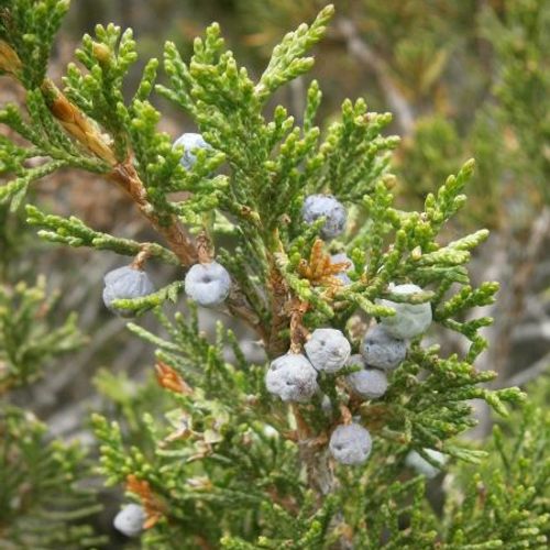 juniperus sabina identification