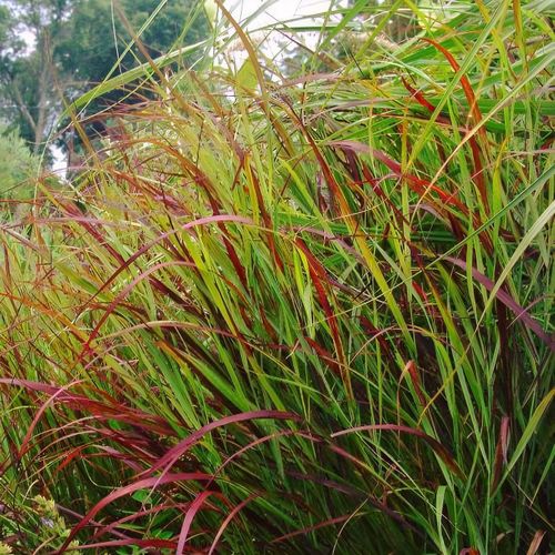 Panicum virgatum Rotstrahlbusch Shoot