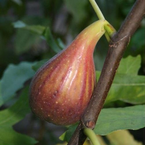 gustissimo fig
