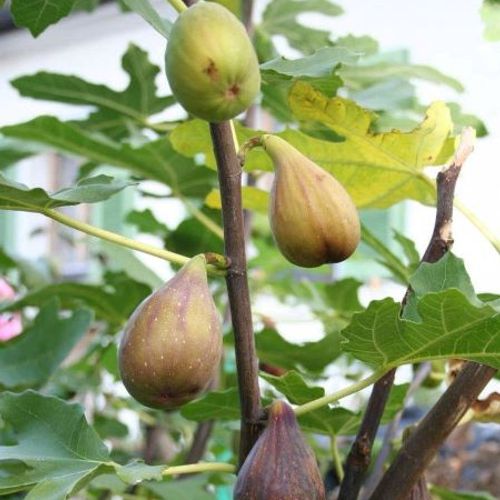 gustissimo fig