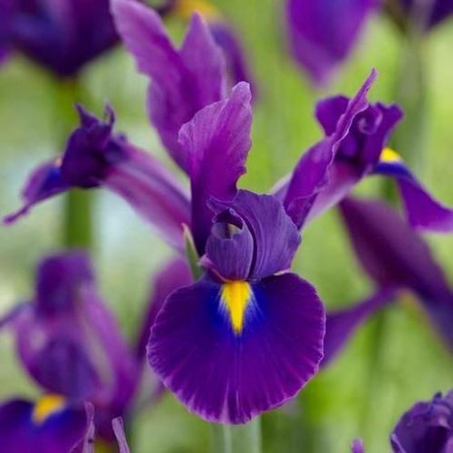 iris vicaria