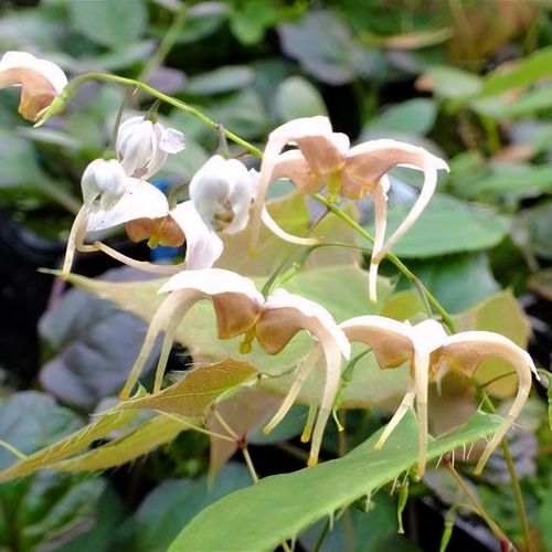 epimedium pubigerum