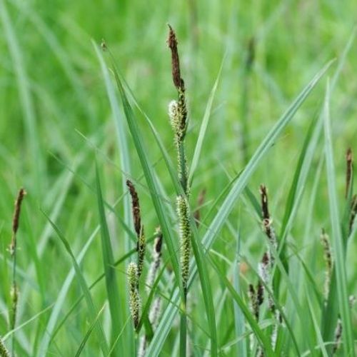 carex acuta