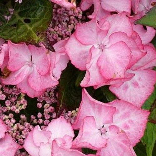 hydrangea sheila