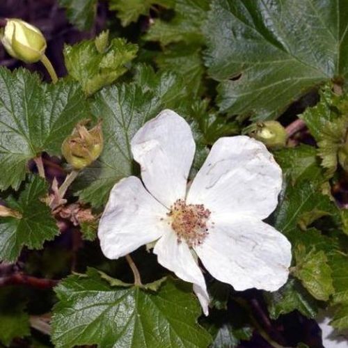 rubus odoratus propagation