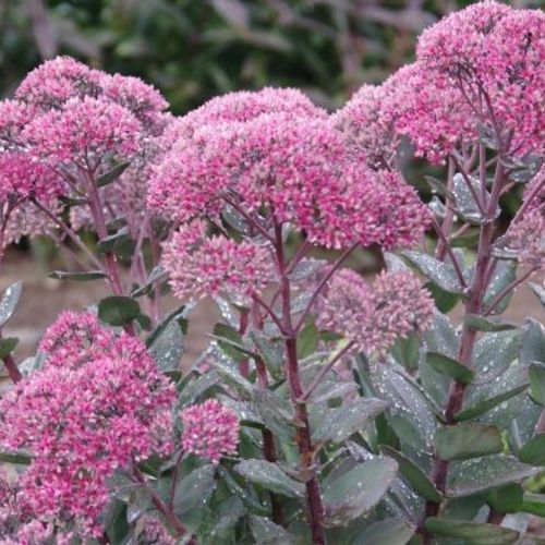 sedum thunderhead