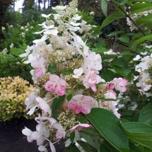 hydrangea paniculata early harry