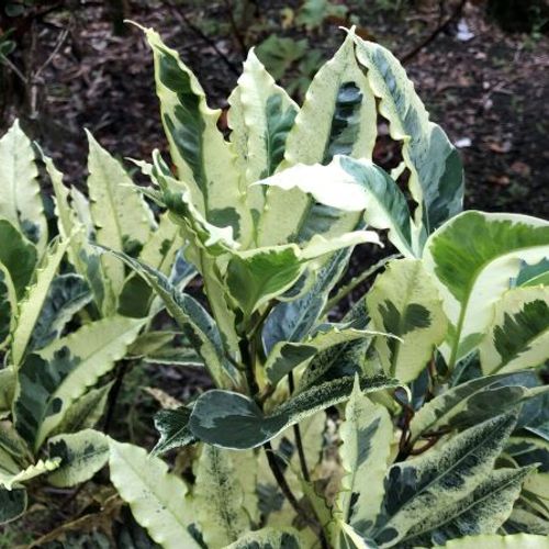 codiaeum variegatum uk