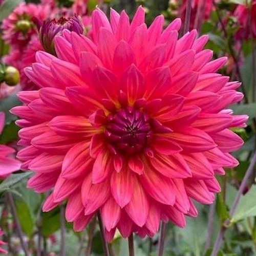 fire magic dahlia