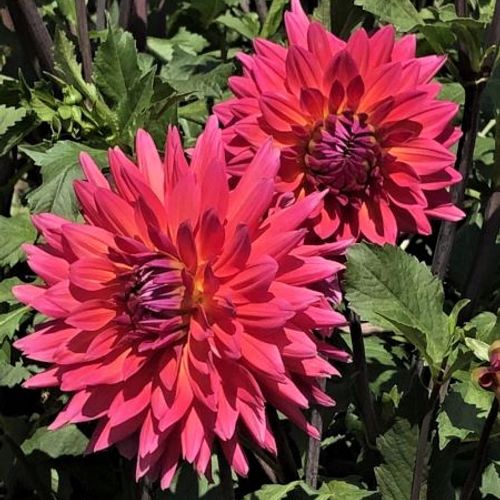 fire magic dahlia