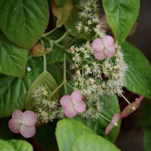 pink climbing hydrangea