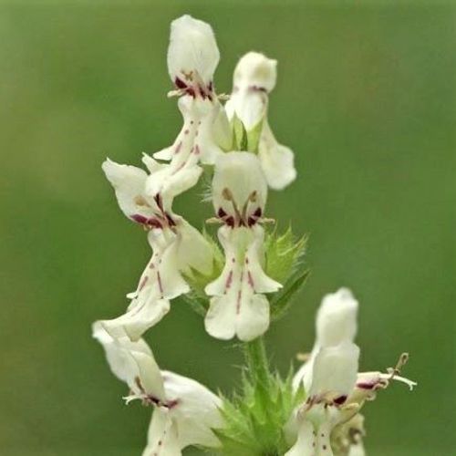 stachys recta