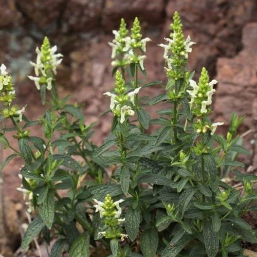 stachys recta