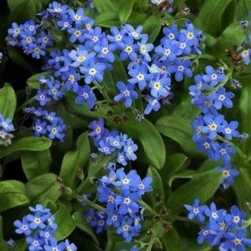 myosotis compindi