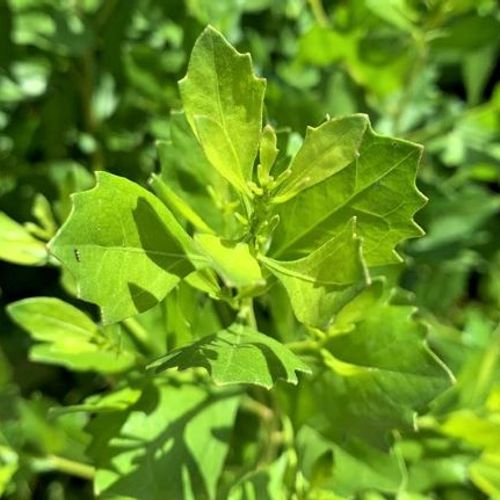 baccharis linearifolia