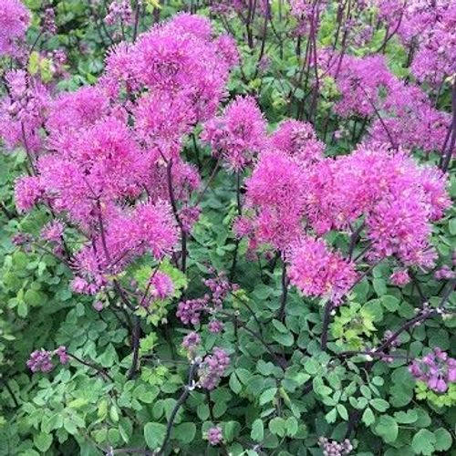 propagate thalictrum