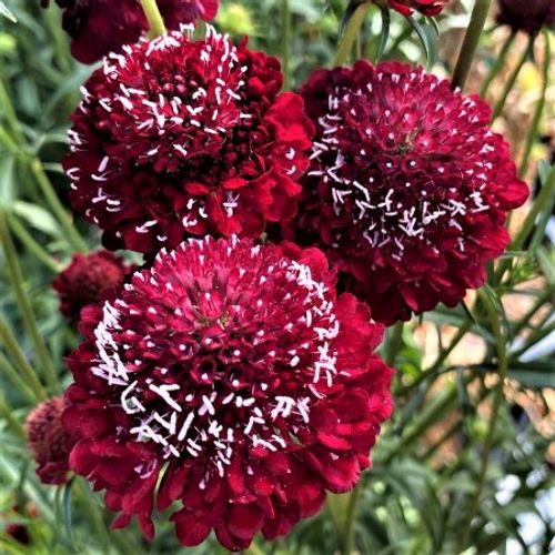 dark red scabious