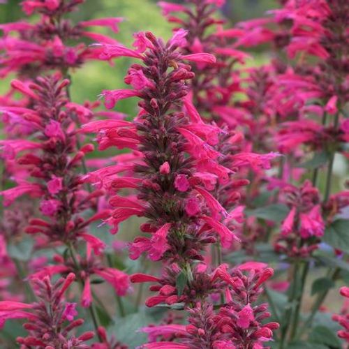 agastache 'morello