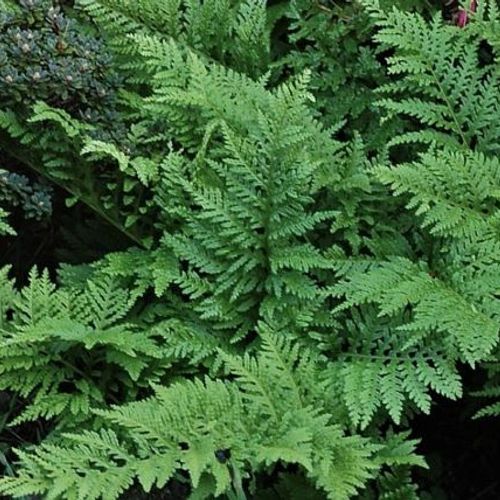 polypodium interjectum cornubiense