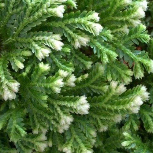 selaginella types