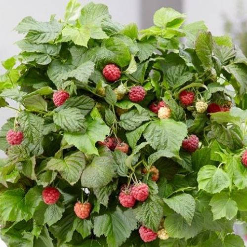 Previous Next 1 of 2