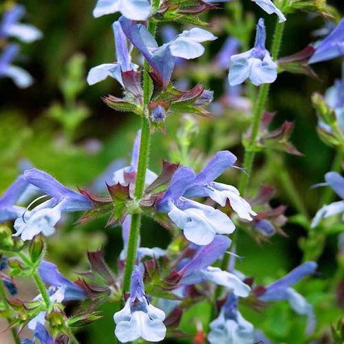 Salvia african sky store