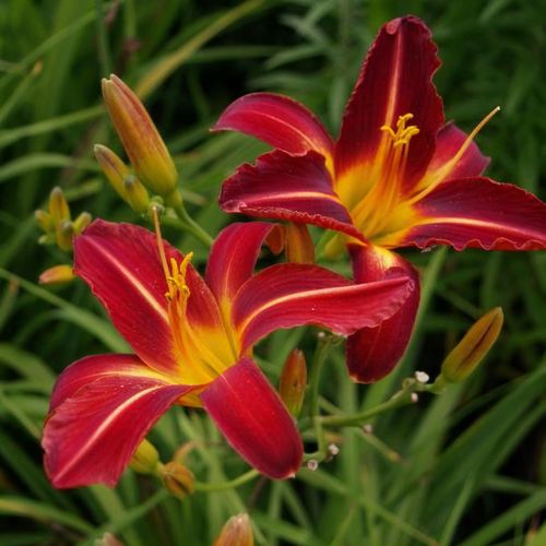 hemerocallis cherry catherine