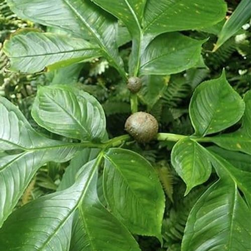 amorphophallus bulbifer leaf