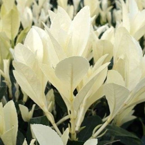 euonymus japonicus himalaya