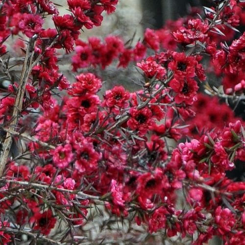 red damask shrub