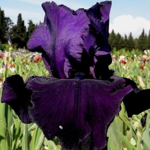 iris 'draco'