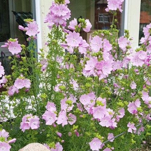 malva alcea
