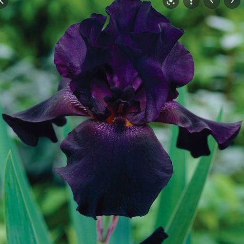 iris black dragon