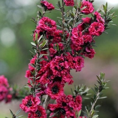 red damask shrub